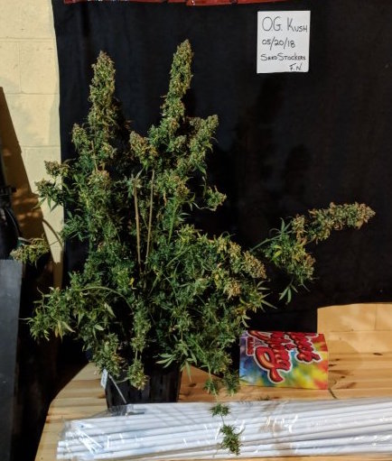 OG Kush y OG Kush Autofloreciente Médica Cultivadas Bajo Luz LED ...