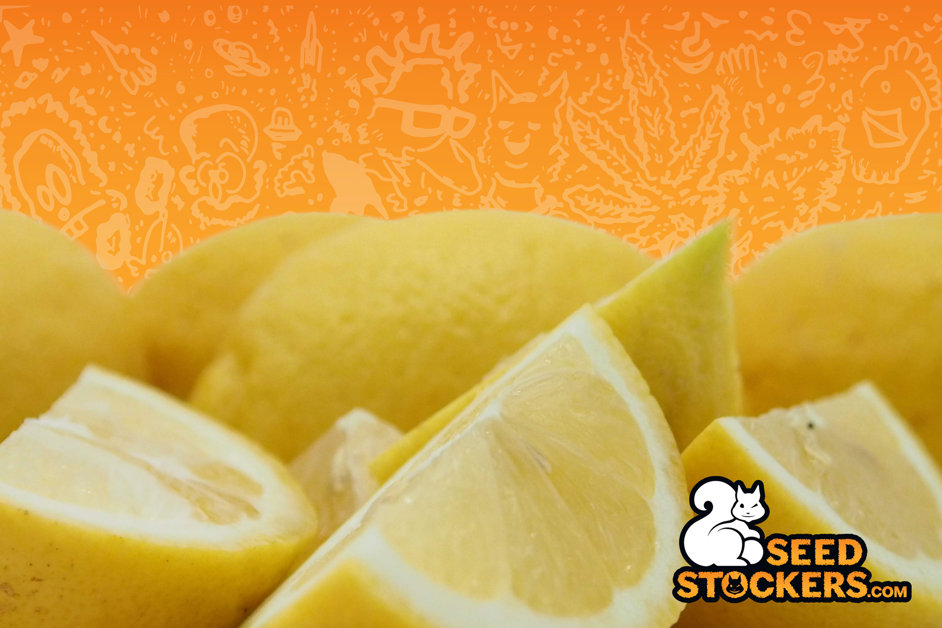 Qué Son Los Terpenos En El Cannabis Weedstockers