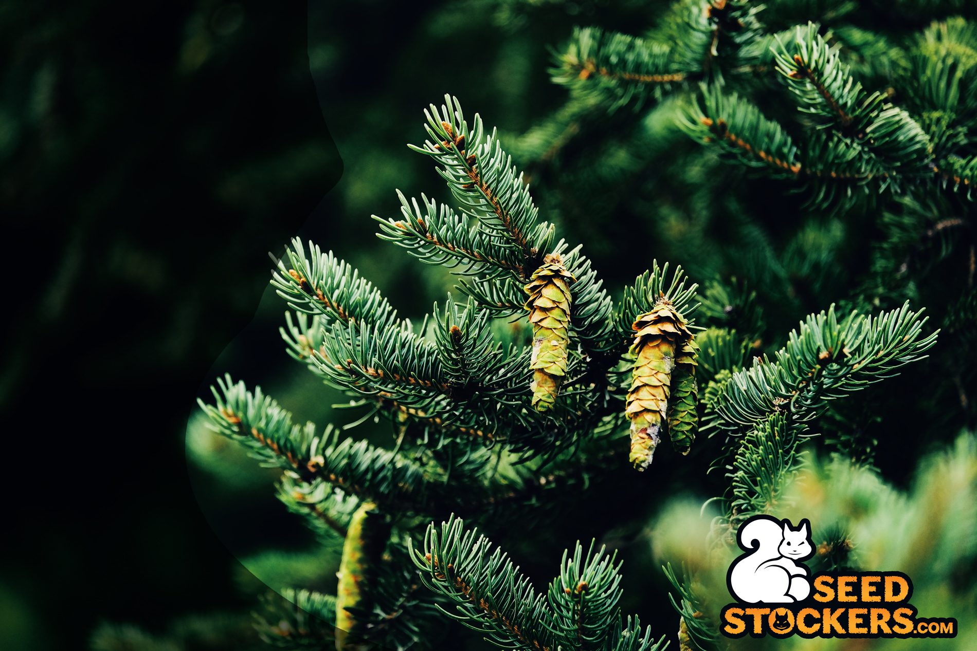 Qué Son Los Terpenos En El Cannabis Weedstockers