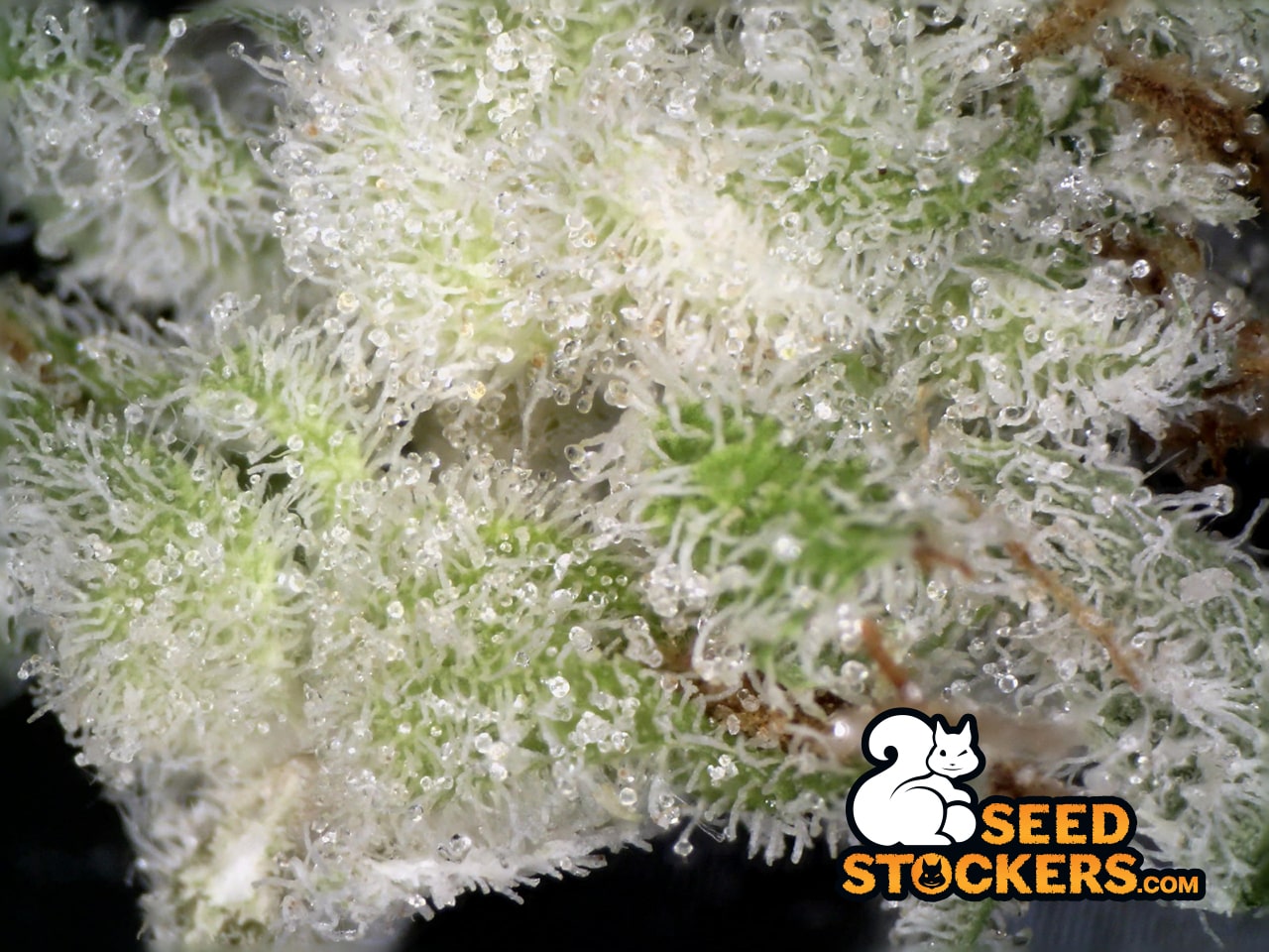 ¿Qué son los tricomas en la marihuana? - Weedstockers
