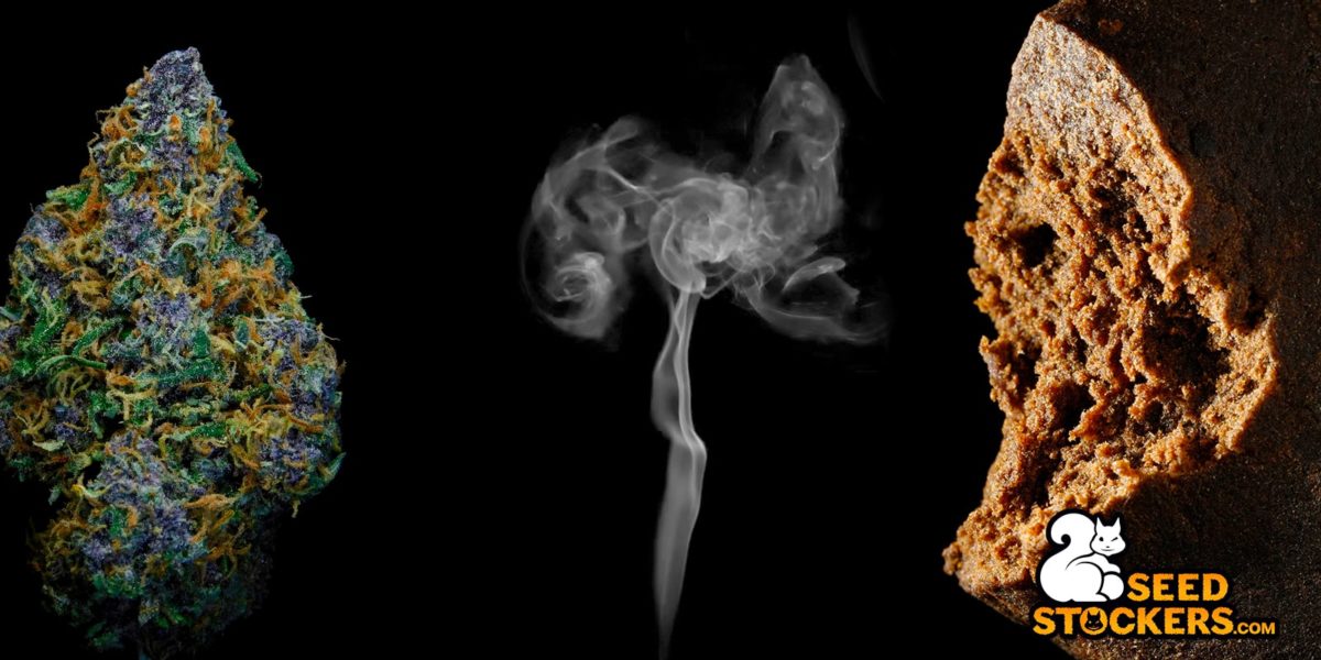 Qué es hachís, cuántos tipos hay y todo lo que necesitas saber ...